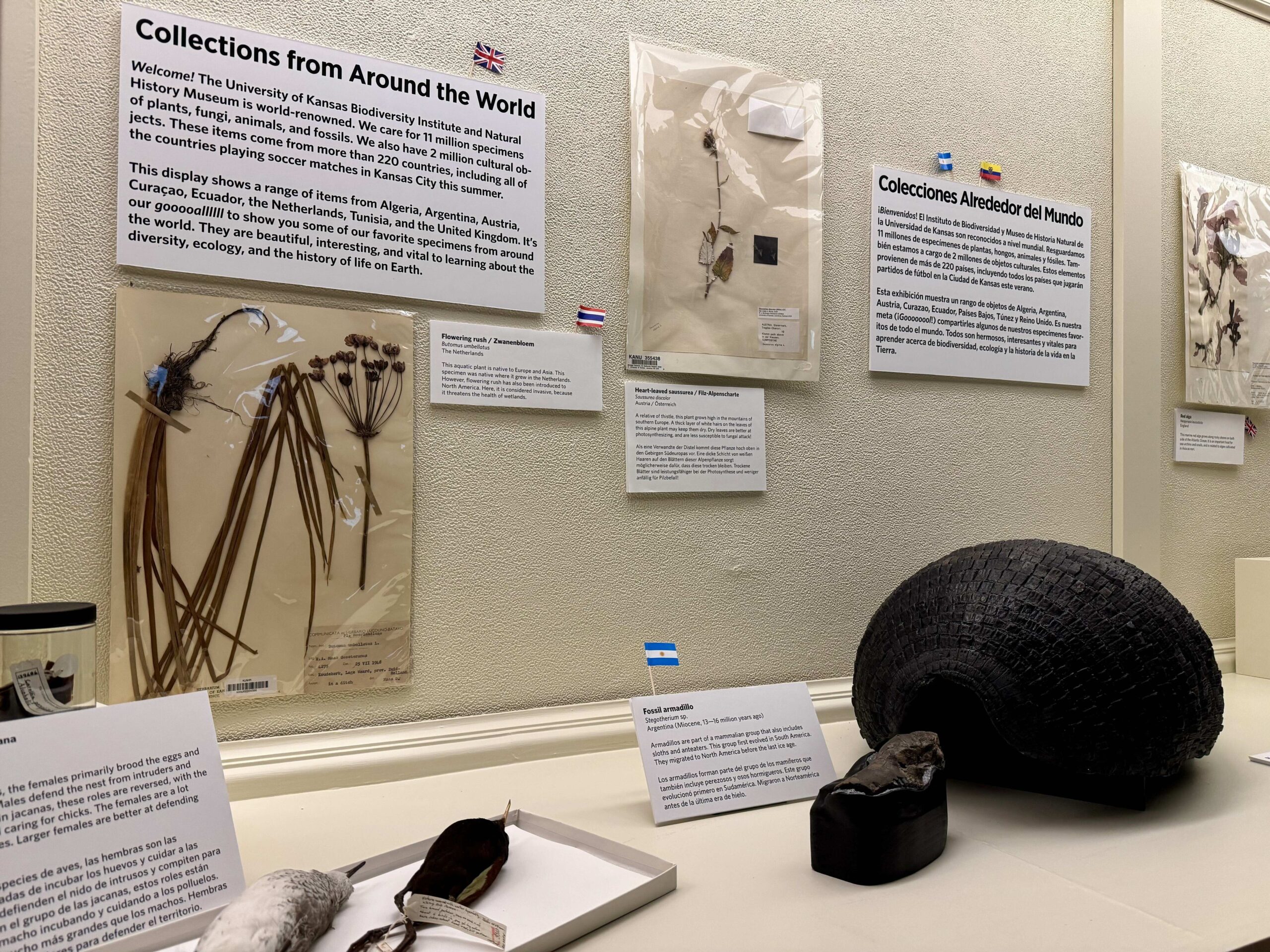 KU’s Natural History Museum’s new exhibition features specimens ...